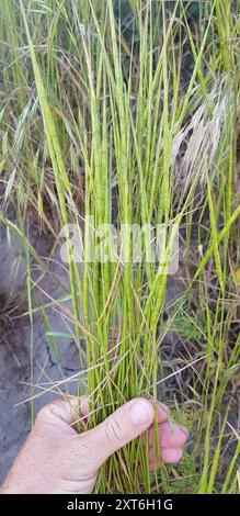 jointed goat grass (Aegilops cylindrica) Plantae Stock Photo - Alamy