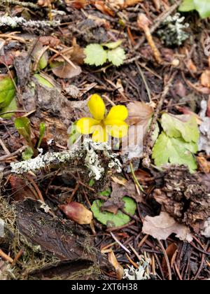 western roundleaf violet (Viola orbiculata) Plantae Stock Photo - Alamy