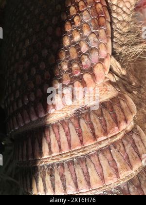 Bont Ticks (Amblyomma) Arachnida Stock Photo - Alamy