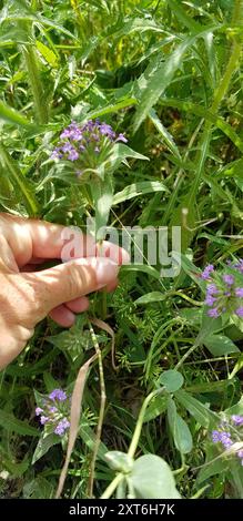 (Ziziphora capitata) Plantae Stock Photo - Alamy