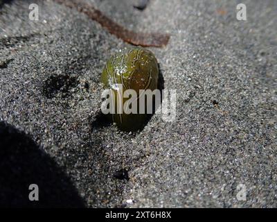 Taylor's Seahare (Phyllaplysia taylori) Mollusca Stock Photo - Alamy
