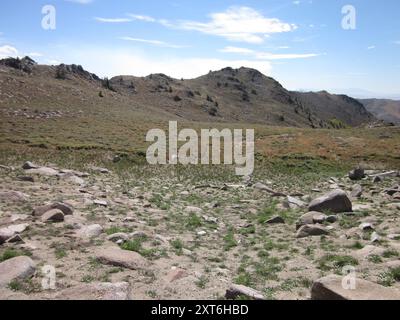 Nuttall's Linanthus (Leptosiphon nuttallii) Plantae Stock Photo - Alamy