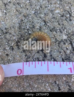 Scarabaeiform Beetles (Scarabaeiformia) Insecta Stock Photo - Alamy