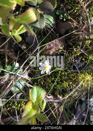 (Coptis trifolia groenlandica) Plantae Stock Photo - Alamy