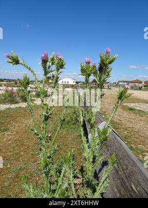 Slender Thistle (Carduus tenuiflorus) Plantae Stock Photo - Alamy