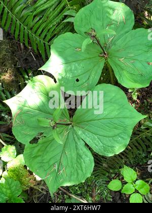 Pacific trillium (Trillium ovatum) Plantae Stock Photo - Alamy