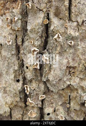 Smooth Patch Disease (Aleurodiscus oakesii) Fungi Stock Photo - Alamy