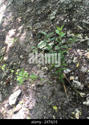 White Indigoberry (Randia aculeata) Plantae Stock Photo - Alamy