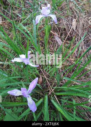 Oregon iris (Iris tenax) Plantae Stock Photo - Alamy