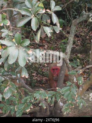 provision tree (Pachira aquatica) Plantae Stock Photo - Alamy