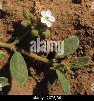 Sticky Lizardfoot (Limeum viscosum) Plantae Stock Photo - Alamy