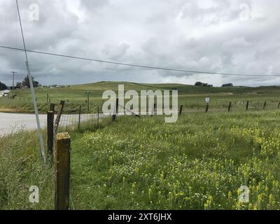 congested-headed hayfield tarplant (Hemizonia congesta congesta ...