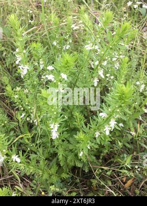 coastal germander (Teucrium cubense) Plantae Stock Photo - Alamy