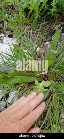 Crested Wheatgrass (Agropyron cristatum) Plantae Stock Photo - Alamy