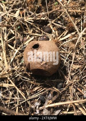 True Puffballs (Bovista) Fungi Stock Photo - Alamy