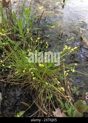 prickly bog sedge (Carex atlantica) Plantae Stock Photo - Alamy