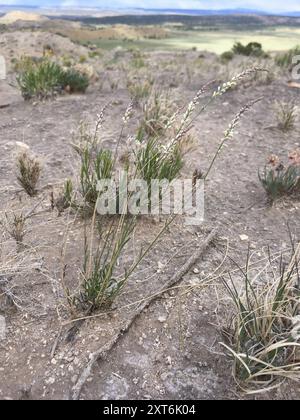 white milkwort (Polygala alba) Plantae Stock Photo - Alamy