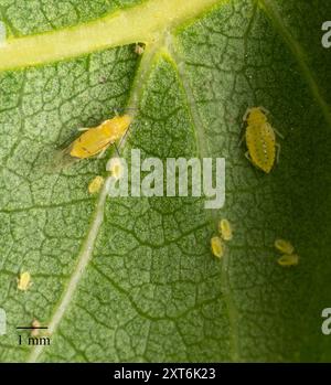small walnut aphid (Chromaphis juglandicola) Insecta Stock Photo - Alamy