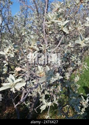Silverberry (Elaeagnus commutata) Plantae Stock Photo - Alamy