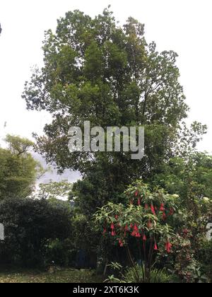 Andean oak (Quercus humboldtii) Plantae Stock Photo - Alamy