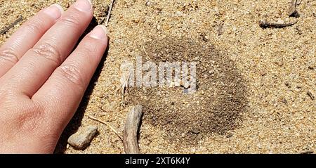 Pyramid Ants (Dorymyrmex) Insecta Stock Photo - Alamy