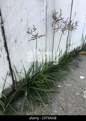 Purple nutsedge (Cyperus rotundus) Plantae Stock Photo - Alamy