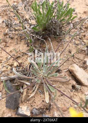 silver bladderpod (Physaria ludoviciana) Plantae Stock Photo - Alamy