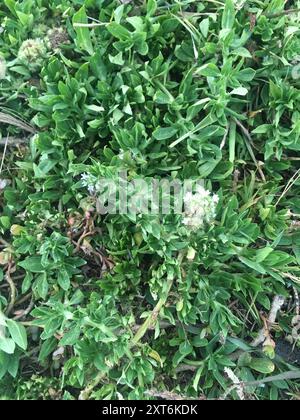 Shrubby false buttonweed (Spermacoce verticillata) - Pine Island Ridge ...