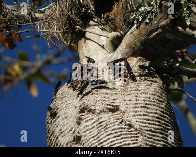 Northern Warrior Wasp (Synoeca septentrionalis) Insecta Stock Photo - Alamy