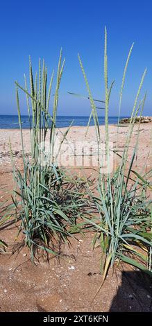 Siberian Lyme Grass (Leymus racemosus) Plantae Stock Photo - Alamy