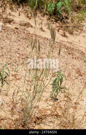 Queensland Blue Grass (Dichanthium sericeum) Plantae Stock Photo - Alamy