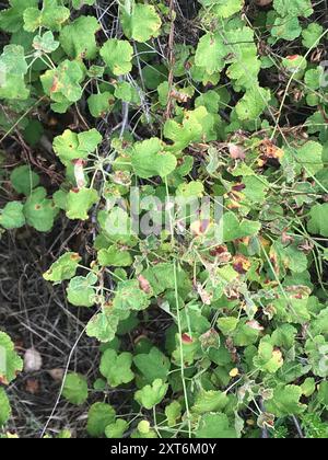 Chaparral Currant (Ribes malvaceum) Plantae Stock Photo - Alamy