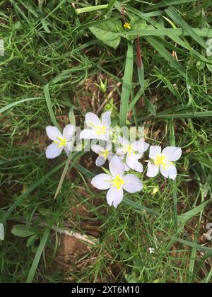 Meadow Pink (Sabatia campestris) Plantae Stock Photo - Alamy