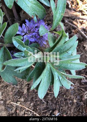 alpine waterleaf (Hydrophyllum alpestre) Plantae Stock Photo - Alamy
