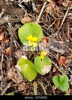 western roundleaf violet (Viola orbiculata) Plantae Stock Photo - Alamy