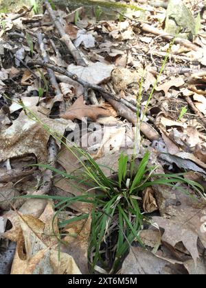 long-stalked sedge (Carex pedunculata) Plantae Stock Photo - Alamy