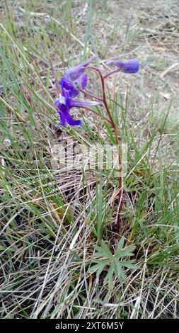 Low Larkspur (Delphinium bicolor) Plantae Stock Photo - Alamy