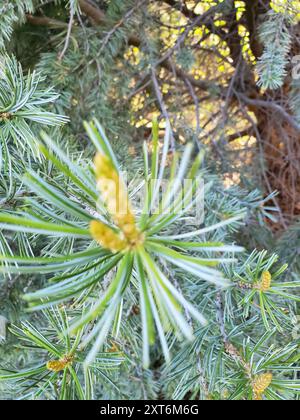 Parry pinyon (Pinus quadrifolia) Plantae Stock Photo - Alamy