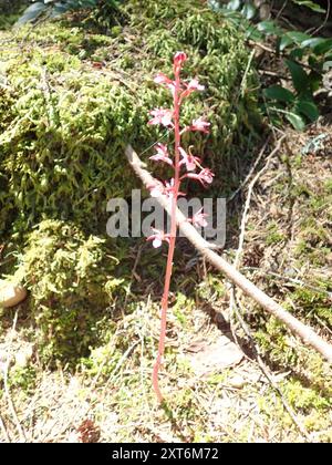 Western spotted coralroot (Corallorhiza maculata occidentalis) Plantae ...