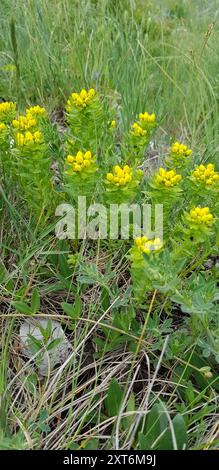 (Haplophyllum thesioides) Plantae Stock Photo - Alamy