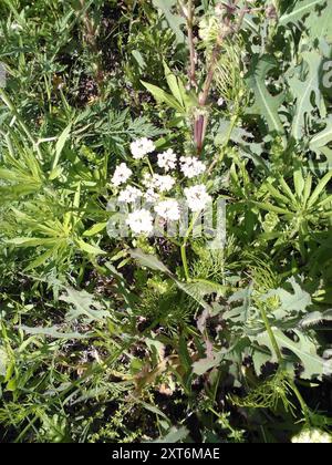 prairie bishop (Bifora americana) Plantae Stock Photo - Alamy