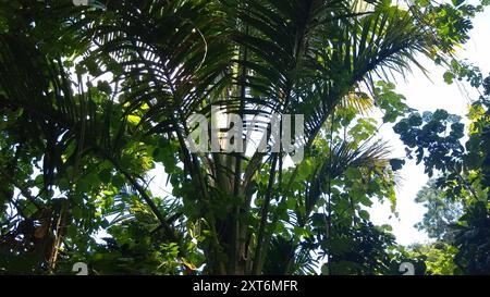 Caroline ivory-nut palm (Metroxylon amicarum) Plantae Stock Photo - Alamy
