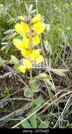 Golden bean (Thermopsis rhombifolia) Plantae Stock Photo - Alamy
