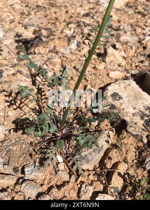 Lobeleaf Groundsel (Packera multilobata) Plantae Stock Photo - Alamy