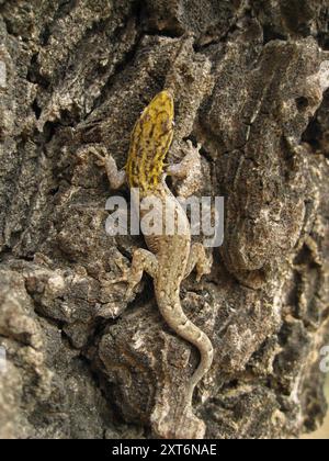 Painted Dwarf Gecko (Lygodactylus picturatus) Reptilia Stock Photo - Alamy