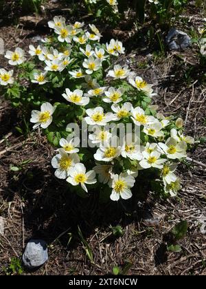 White Globeflower (Trollius laxus albiflorus) Plantae Stock Photo - Alamy