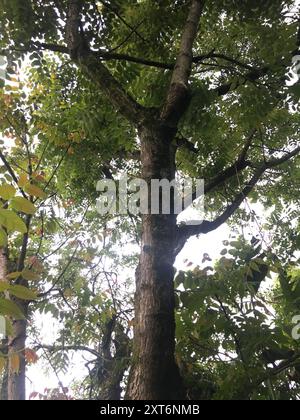 Andean Walnut (Juglans neotropica) Plantae Stock Photo - Alamy