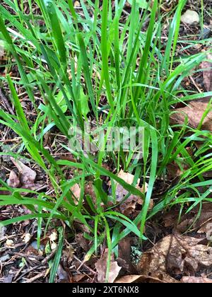 Alaska Oniongrass (Melica subulata) Plantae Stock Photo - Alamy