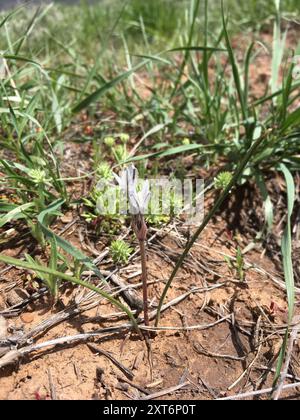 small-flowered androstephium (Androstephium breviflorum), Plantae ...