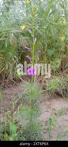 Eastern Larkspur (Consolida orientalis) Plantae Stock Photo - Alamy
